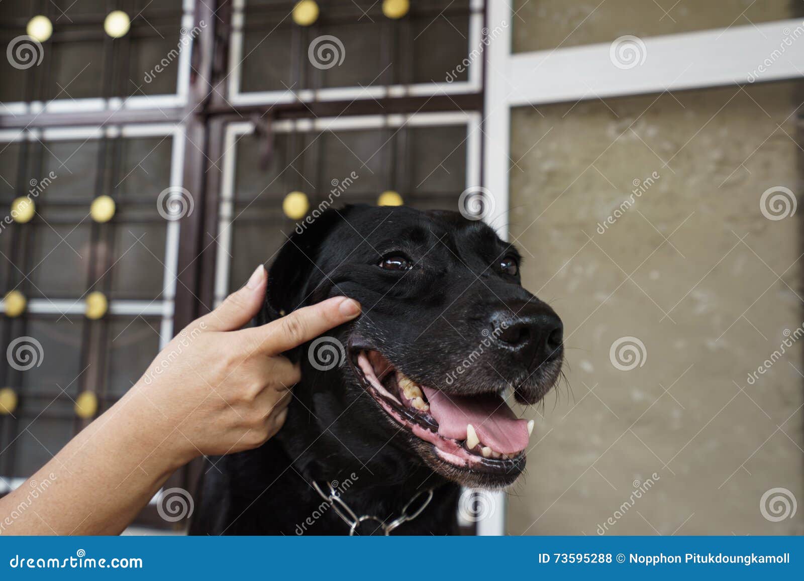 Smiling Black Dog by Hand Forced Toanimal Smile by Using Hand Stock ...