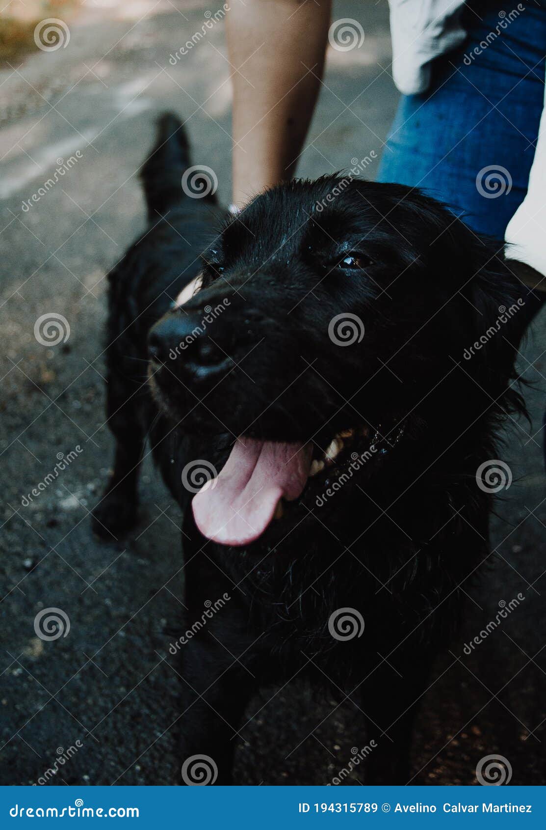Smiling Black Labrador Being Cuddle Stock Image - Image of outside ...