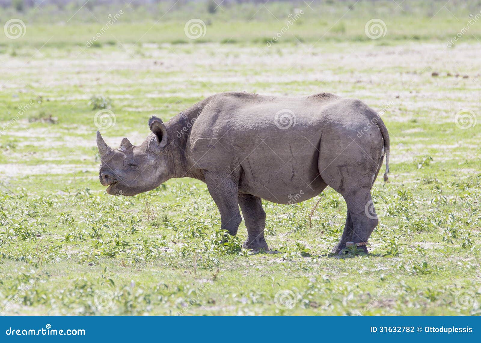 Smiling Black Rhino stock photo. Image of wildlife, bicornis - 31632782