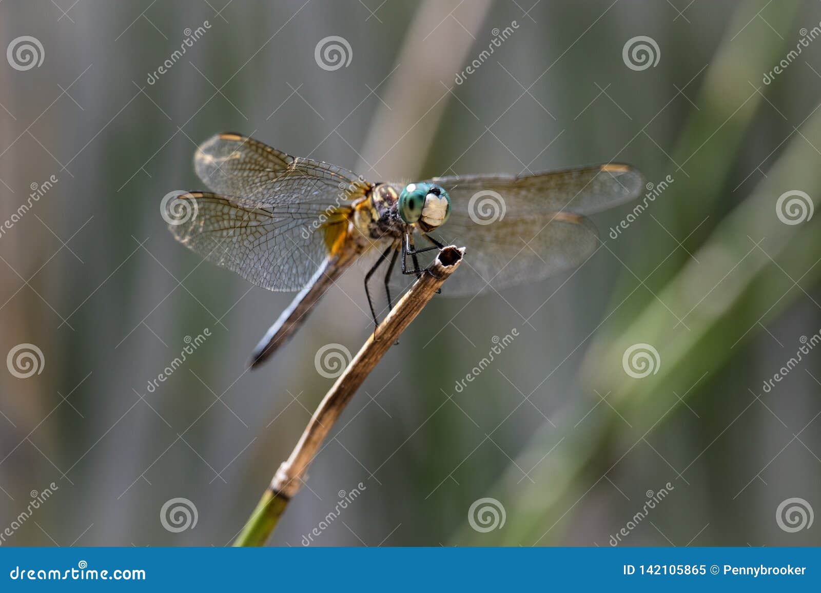 Smiling Blue Dasher Dragonfly Sitting on Reed Stock Image - Image of ...