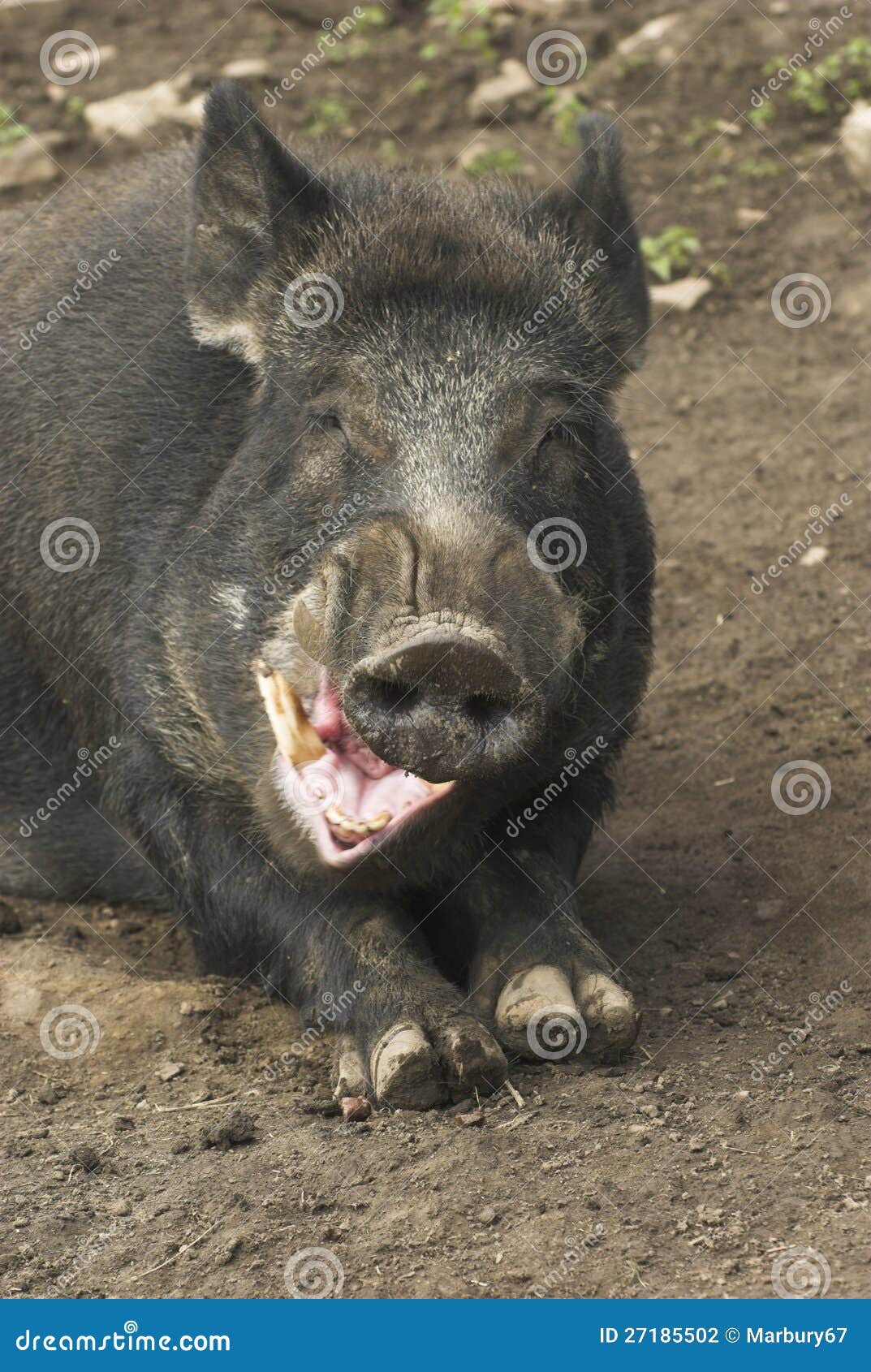 Smiling Boar stock photo. Image of smiling, earth, livestock - 27185502