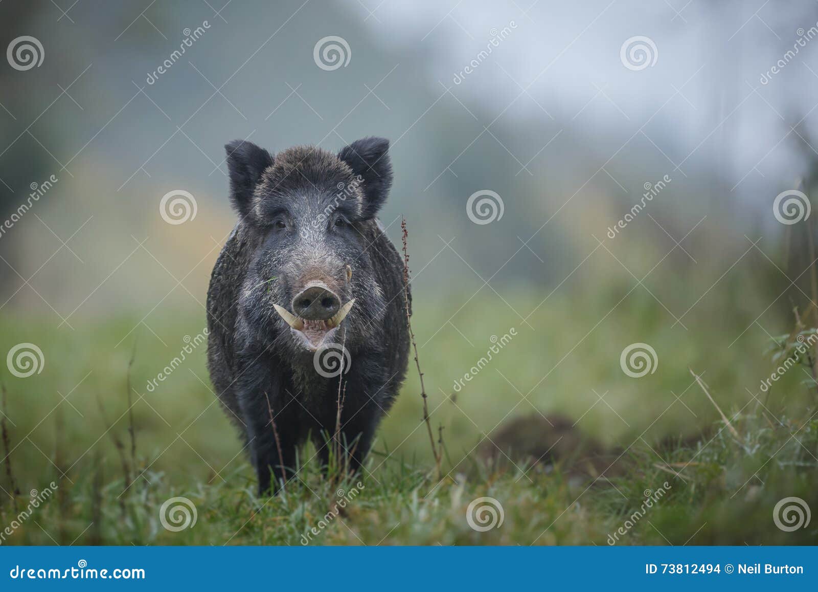 Smiling boar stock photo. Image of scrofa, bavaria, hair - 73812494