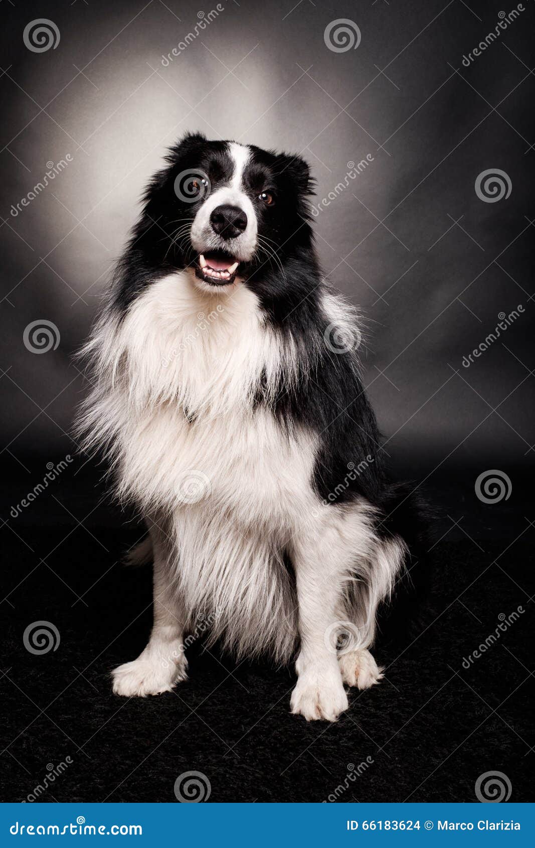 Smiling border collie stock photo. Image of long, pedigreed - 66183624