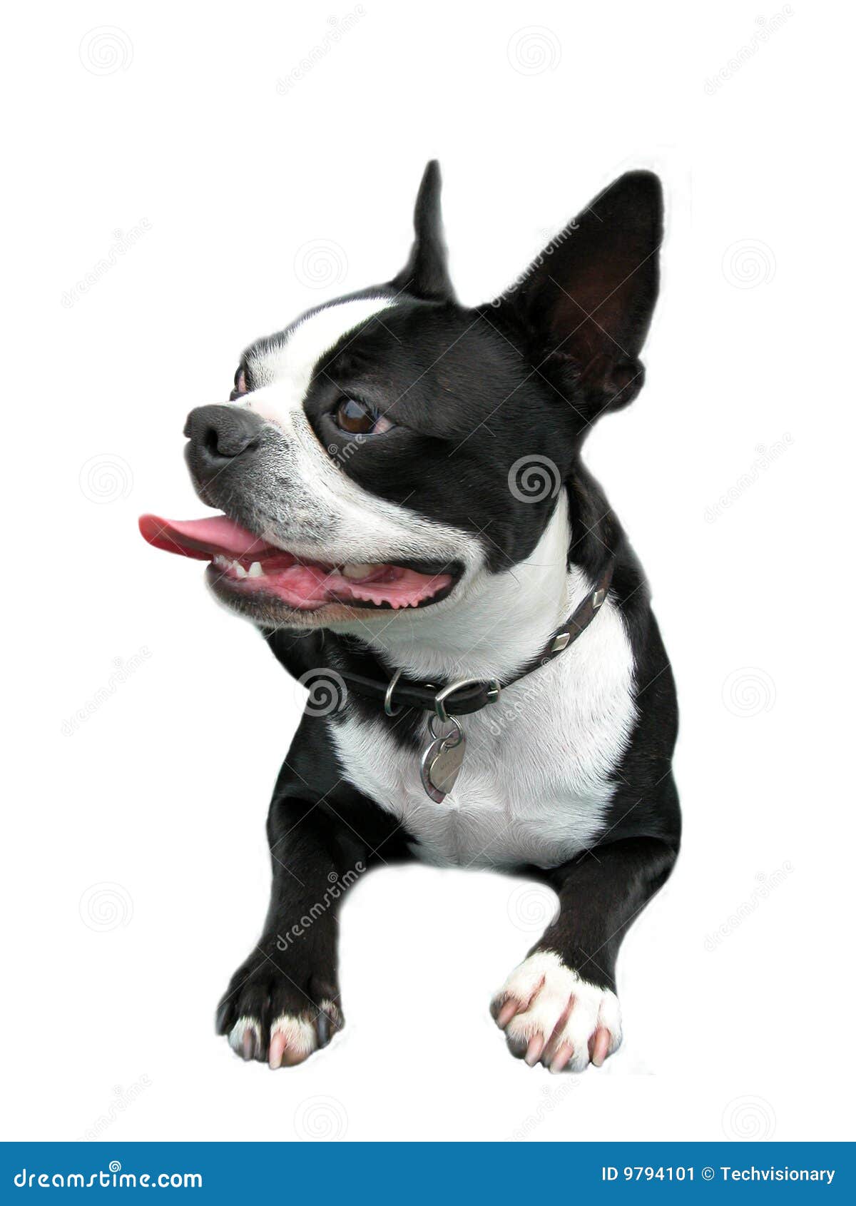 Smiling Boston Terrier stock image. Image of hairy, looking - 9794101