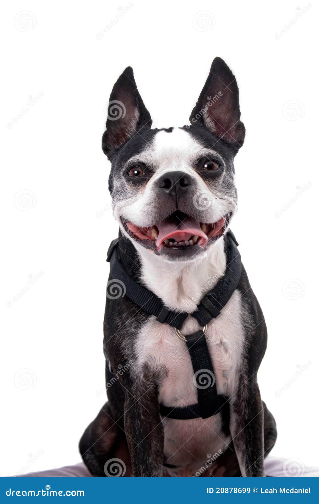 Smiling Boston Terrier on White Stock Image - Image of vertebrate ...