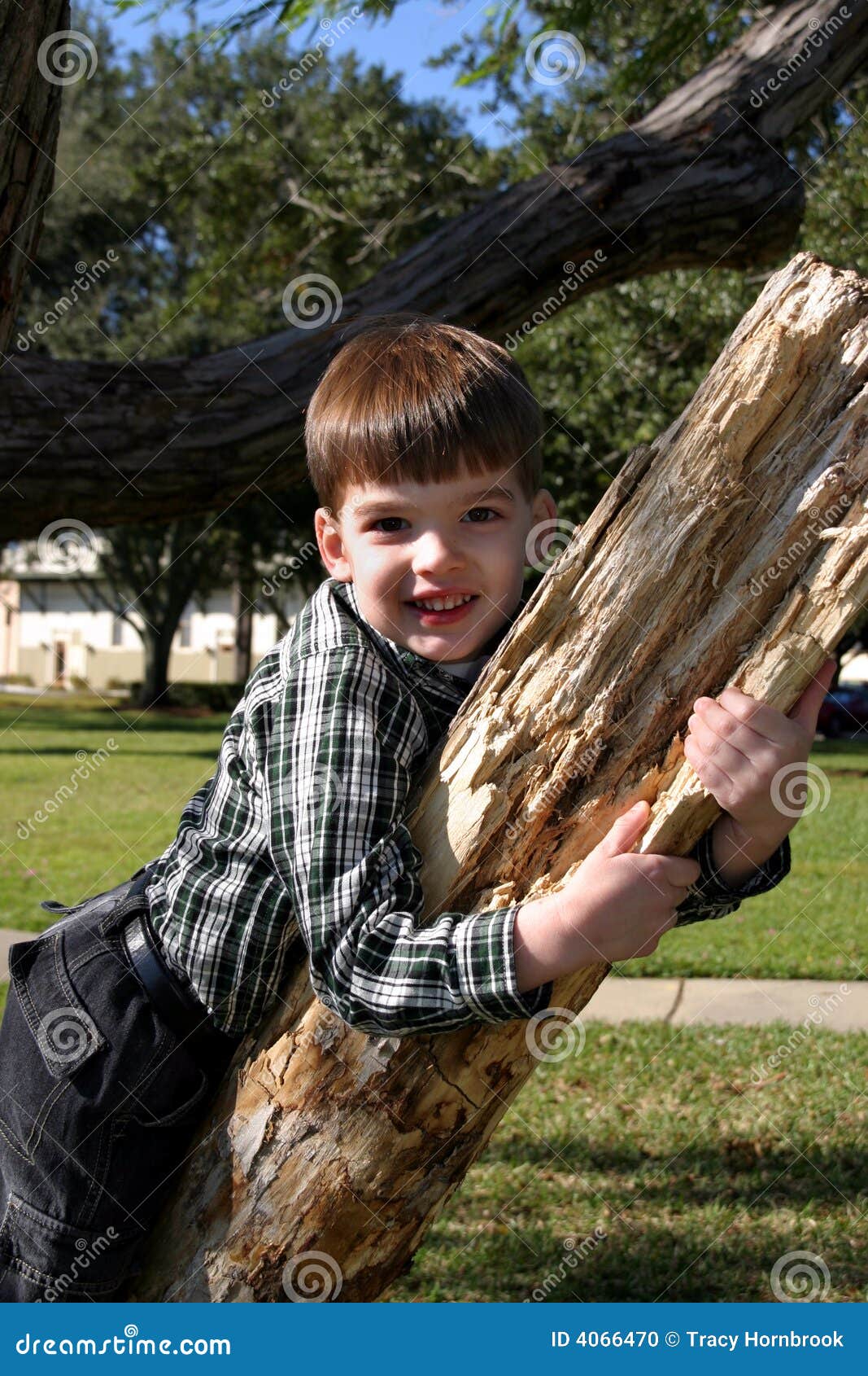 Smiling boy on tree branch stock photo. Image of happy - 4066470