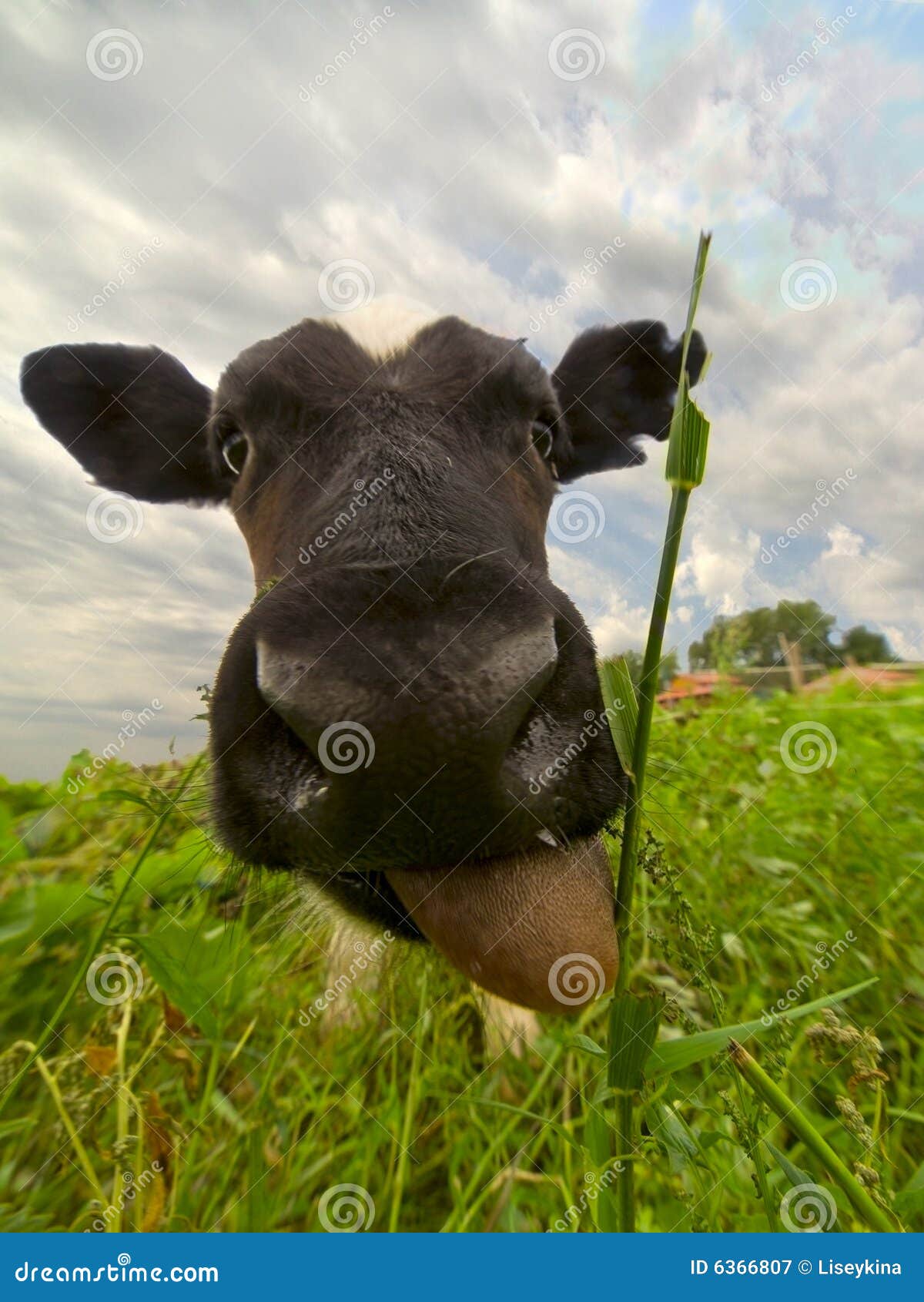 Smiling bull-calf stock image. Image of animals, nature - 6366807