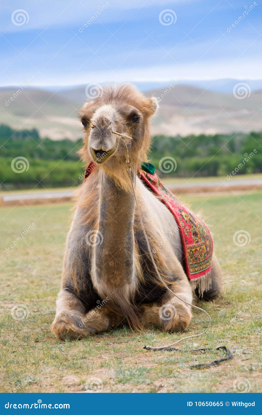 Smiling camel stock image. Image of captivity, humped - 10650665