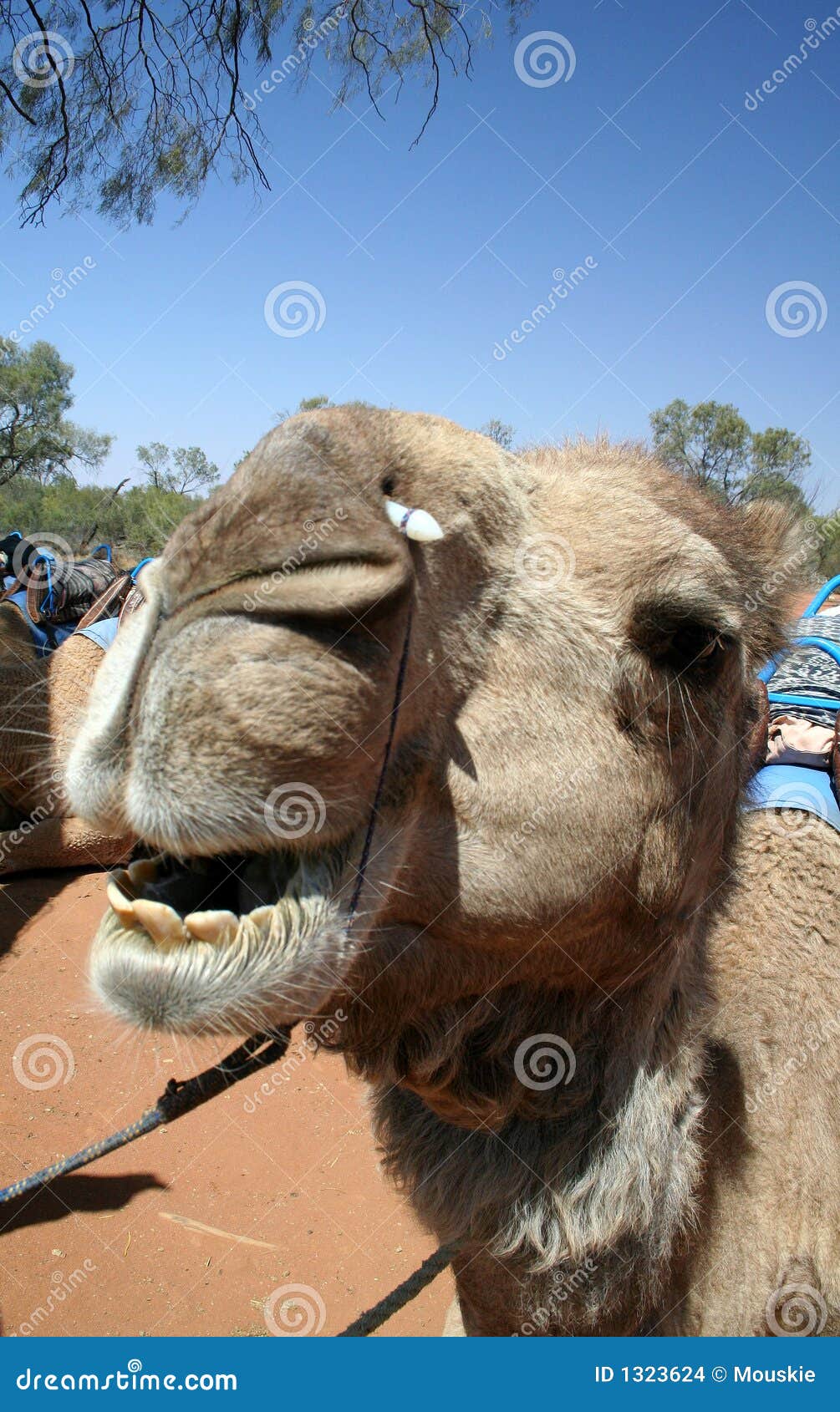 Smiling Camel stock photo. Image of springs, northern - 1323624
