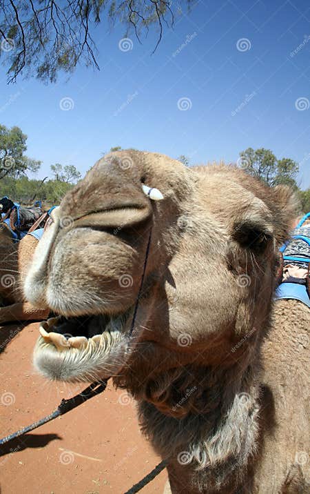 Smiling Camel stock photo. Image of springs, northern - 1323624