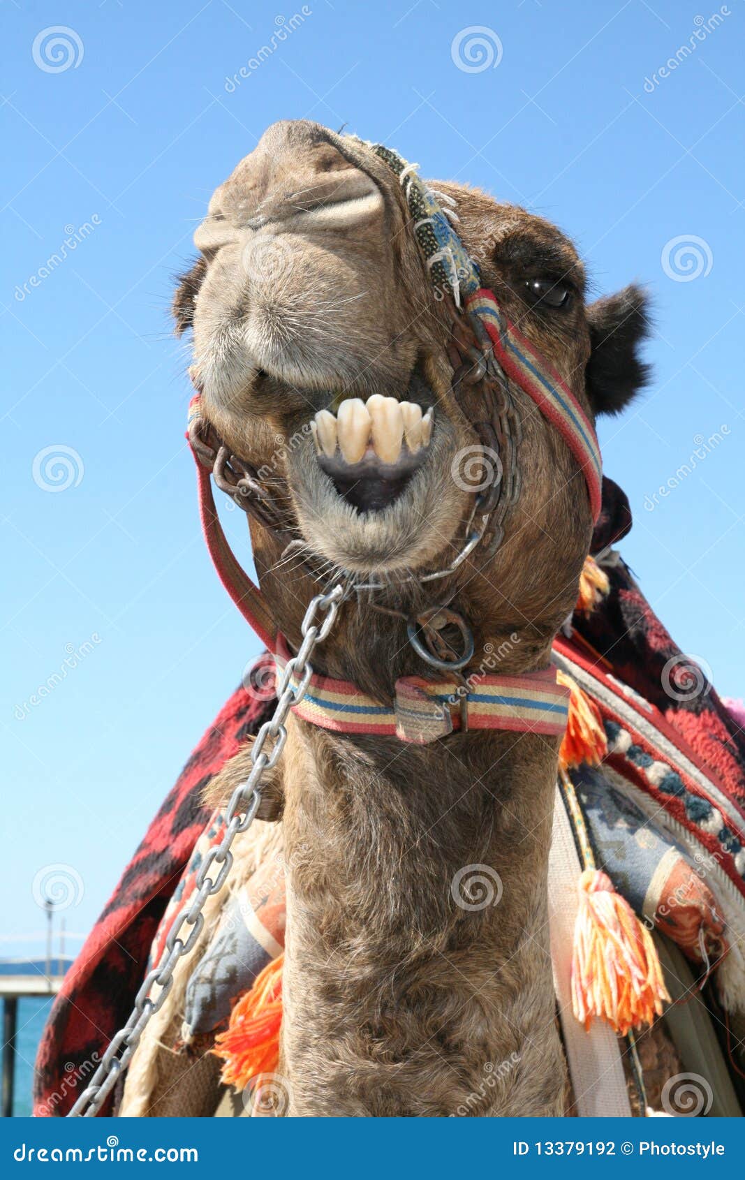 Smiling camel stock photo. Image of humor, animals, head - 13379192