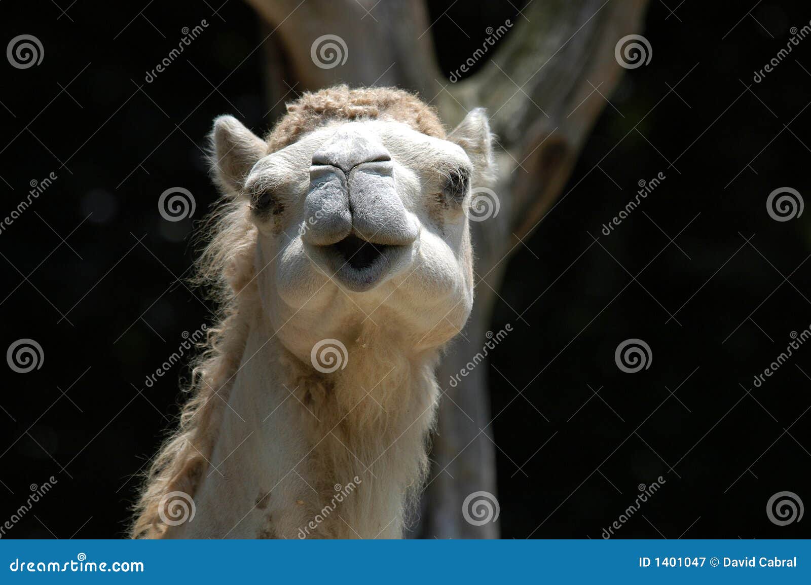 Smiling Camel stock image. Image of funny, smiling, camel - 1401047