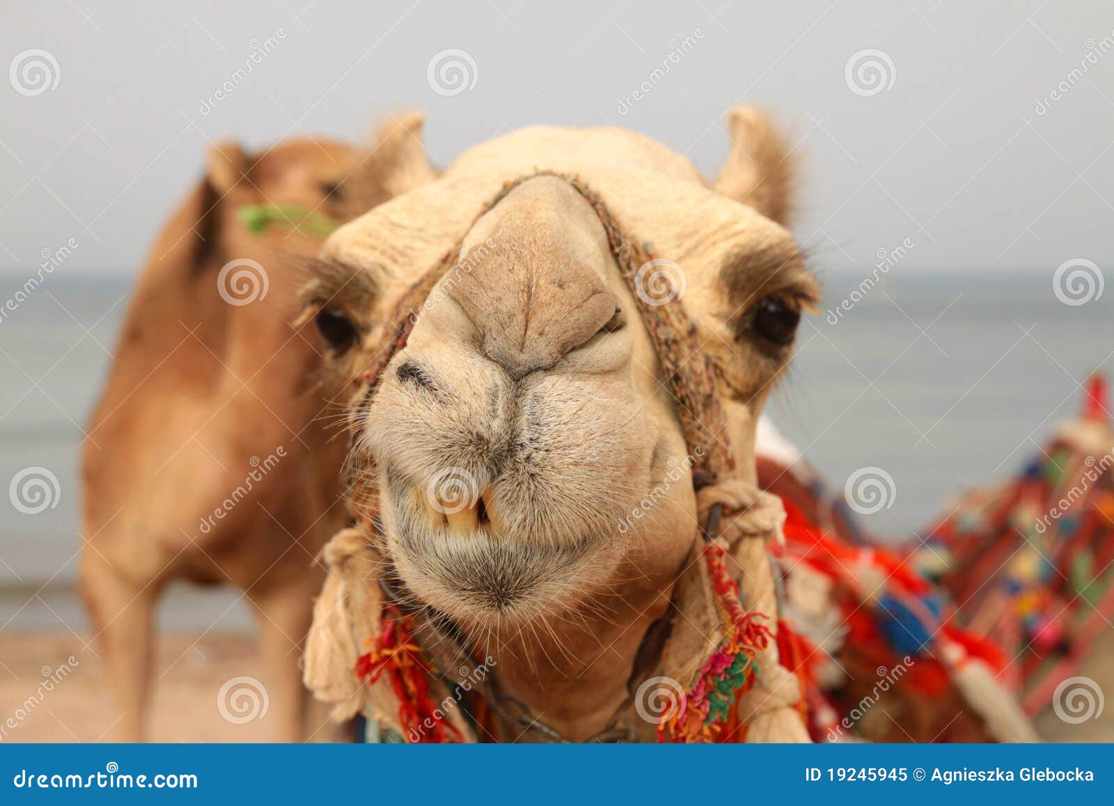 Smiling camel stock image. Image of hump, animals, attraction - 19245945