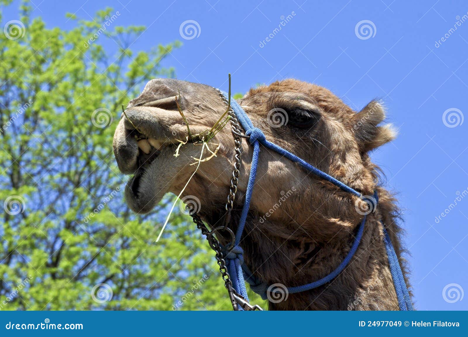Smiling Camel stock image. Image of dromedary, white - 24977049