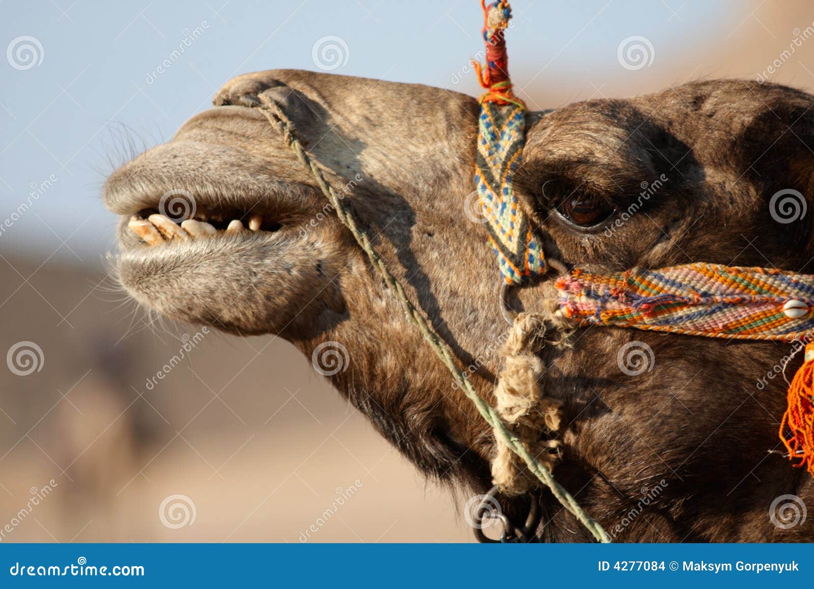 Smiling camel stock photo. Image of portrait, decorated - 4277084