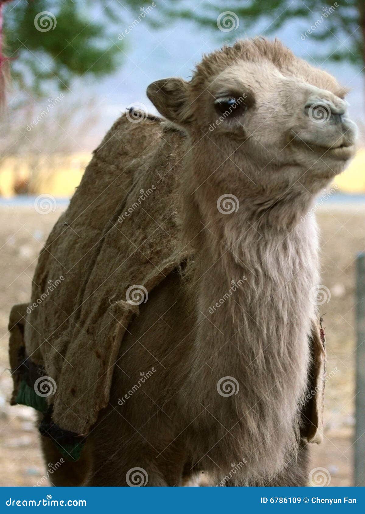 Smiling camel stock image. Image of cairo, arabic, bedouin - 6786109