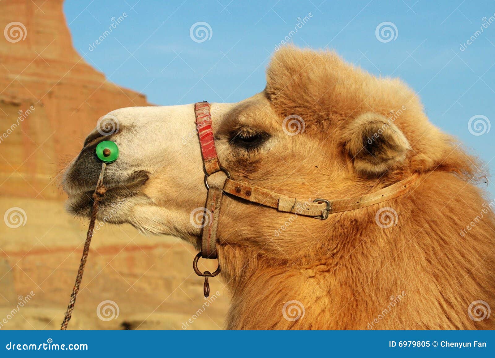 Smiling camel stock image. Image of dromedary, exotic - 6979805