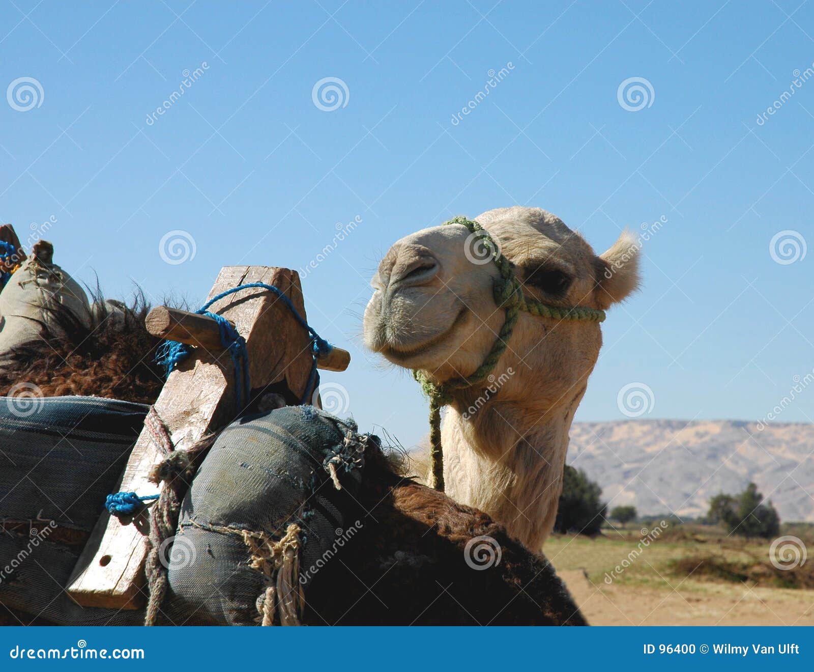Smiling camel stock photo. Image of africa, animal, travel - 96400