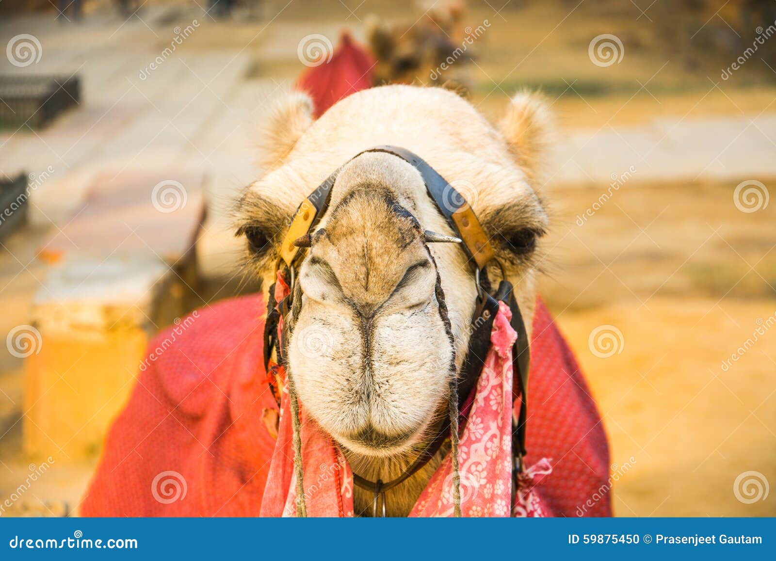 Smiling Camel,Camel stock photo. Image of desert, india - 59875450