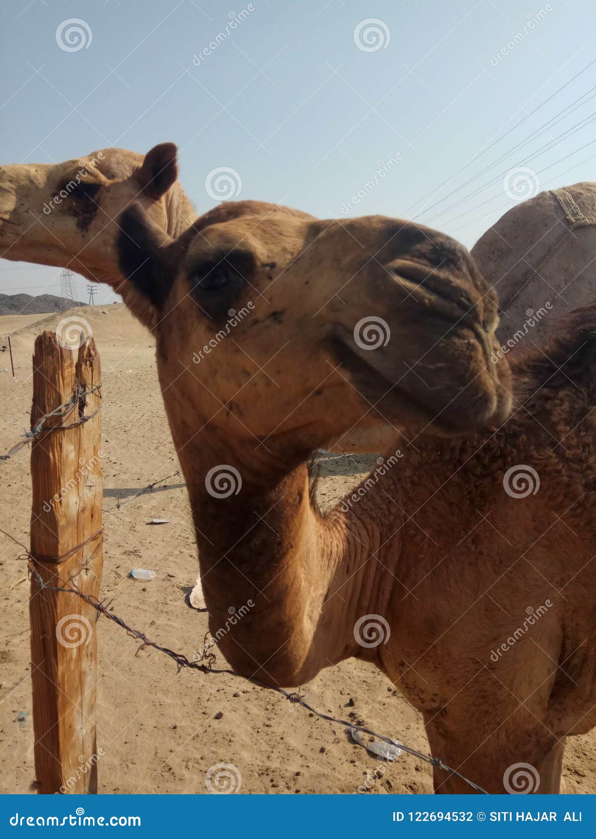 Smiling Camel stock photo. Image of desert, camel, camels - 122694532