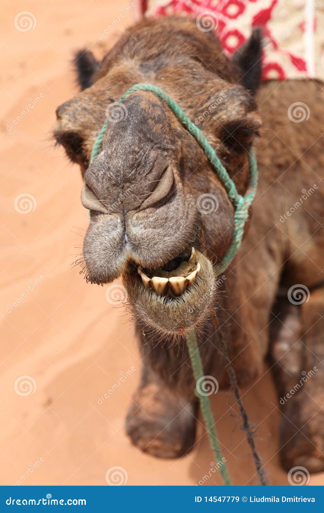 Smiling Camel in desert stock image. Image of marocco - 14547779
