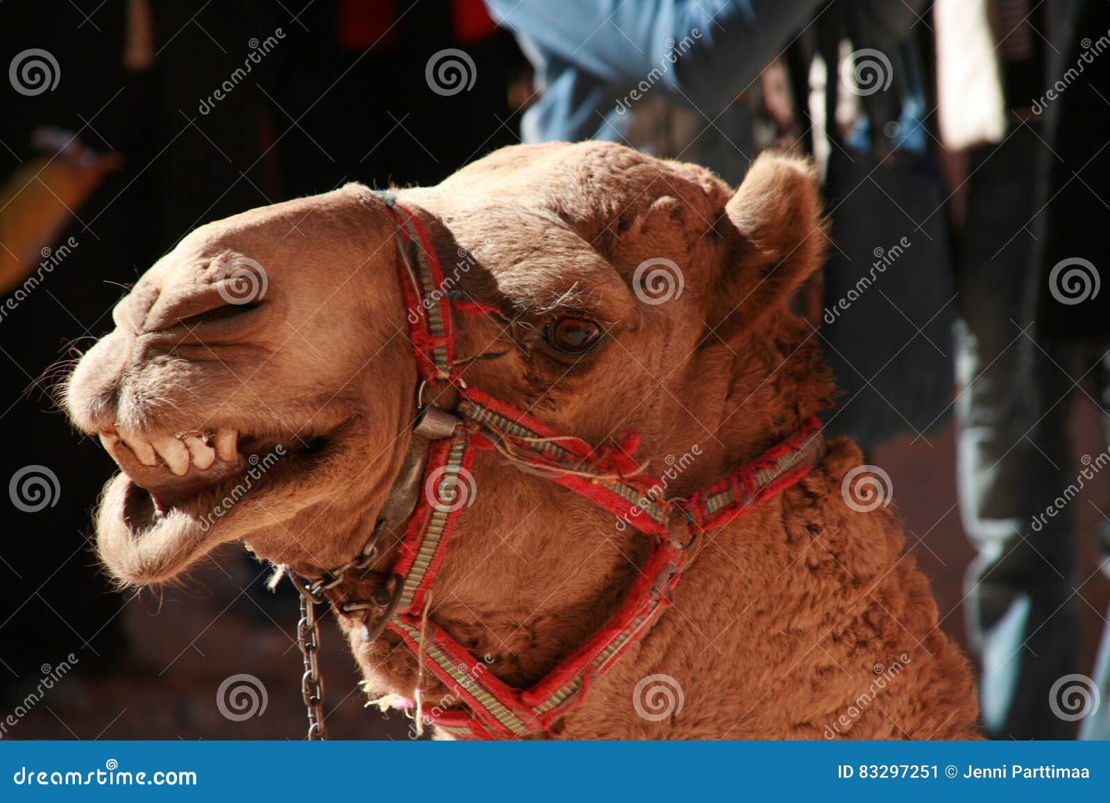 Smiling camel. stock image. Image of smiling, camel, arabic - 83297251