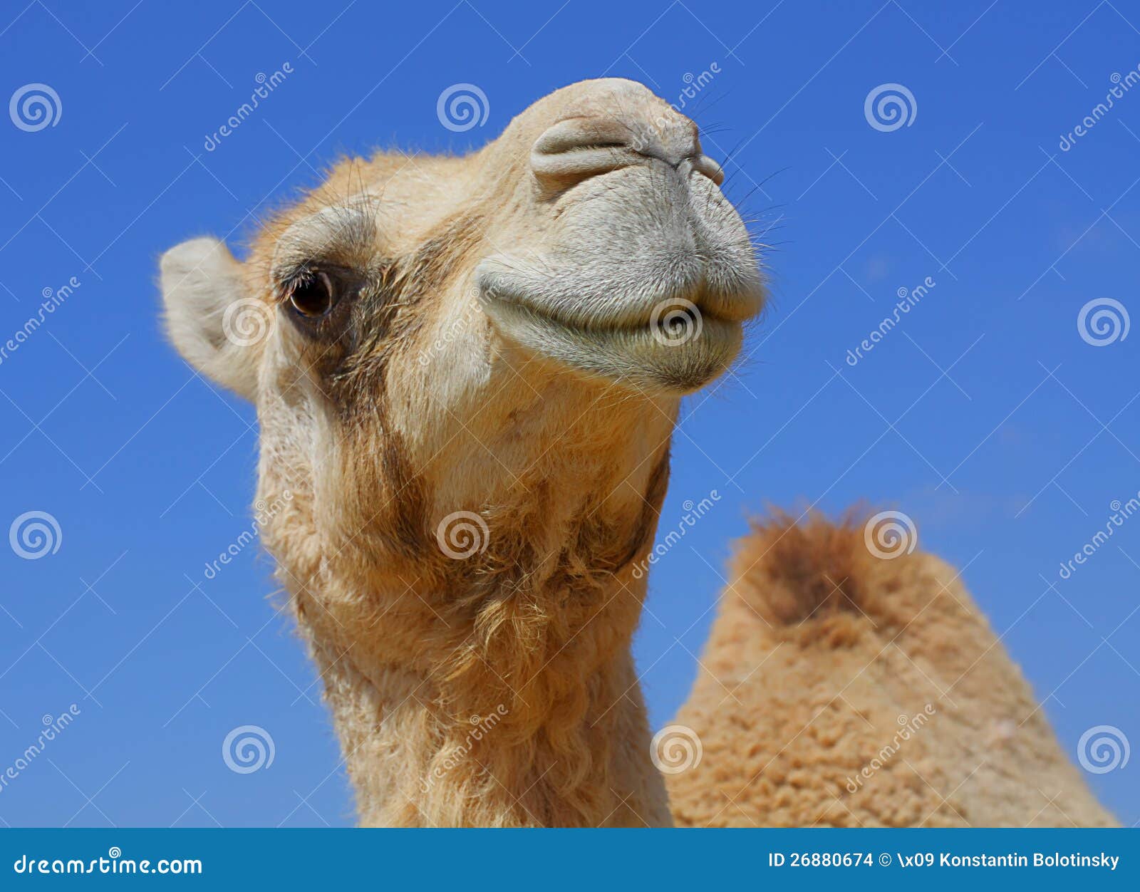 Smiling Camel Looking in Lens Stock Photo - Image of dromedary, funny ...
