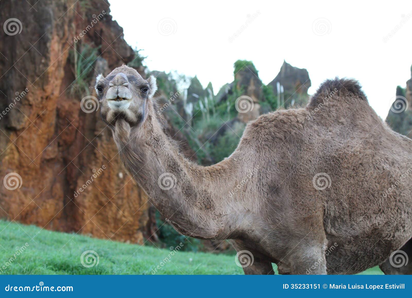 Smiling camel stock image. Image of head, funny, gaze - 35233151