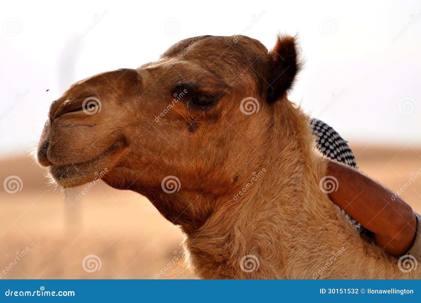 Arabian camel stock photo. Image of arabian, downs, nature - 30151532