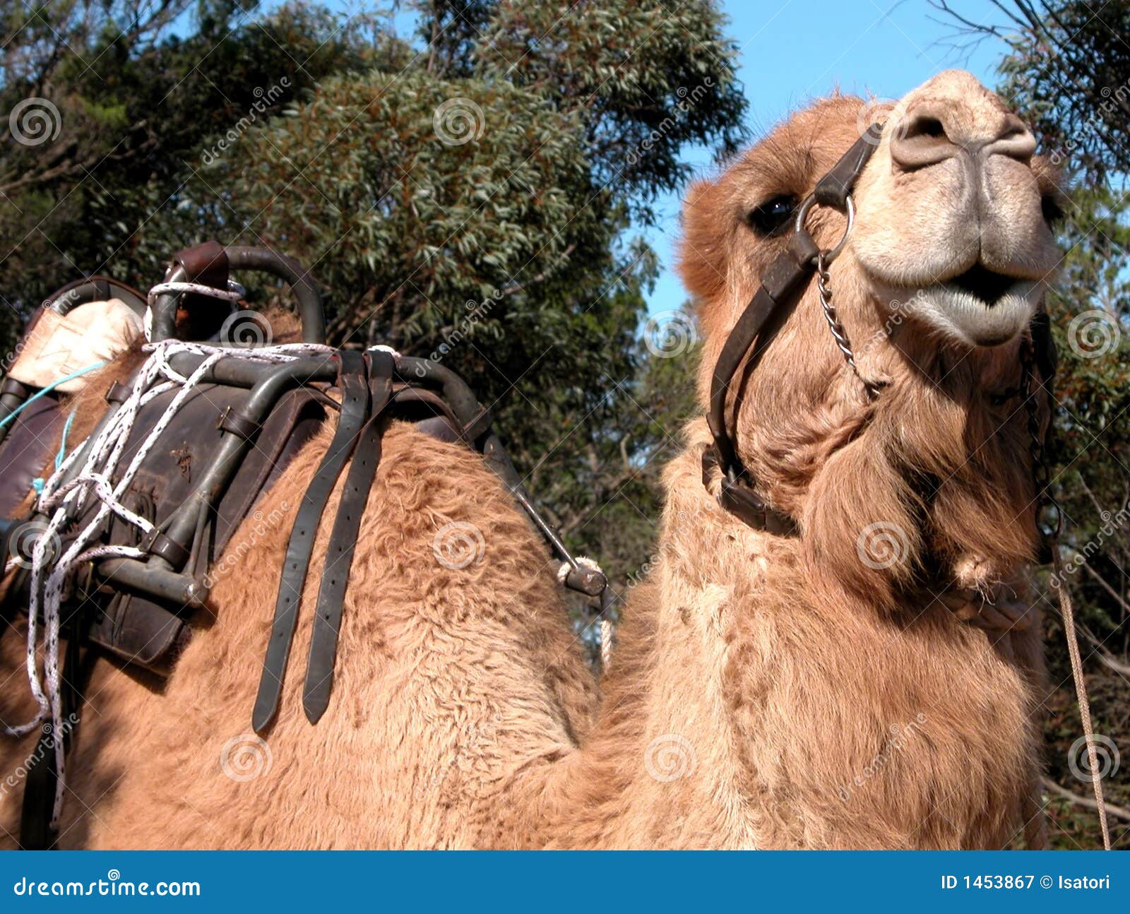 Smiling Camel Ready for a Ride Stock Image - Image of lips, harness ...