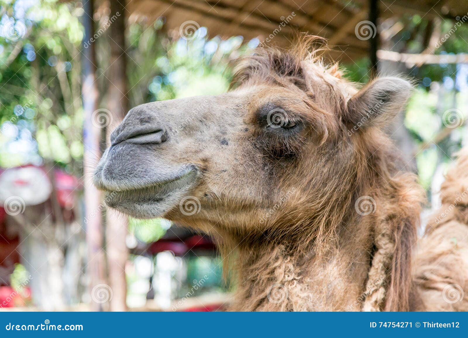 Smiling camel stock image. Image of nose, animal, smiling - 74754271