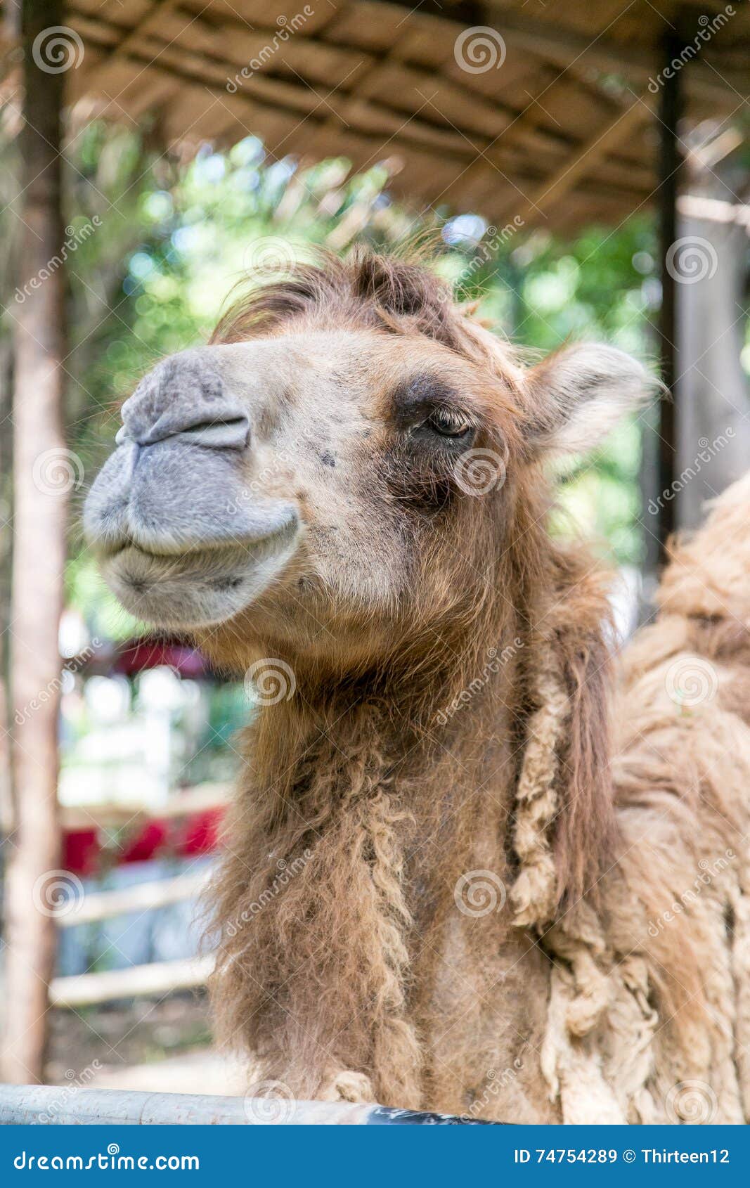 Smiling camel stock image. Image of close, brown, green - 74754289