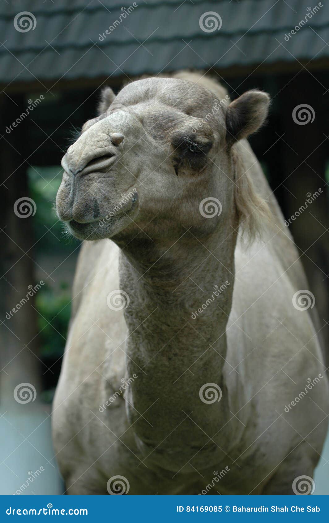 The smiling camel stock image. Image of beautiful, bright - 84169085