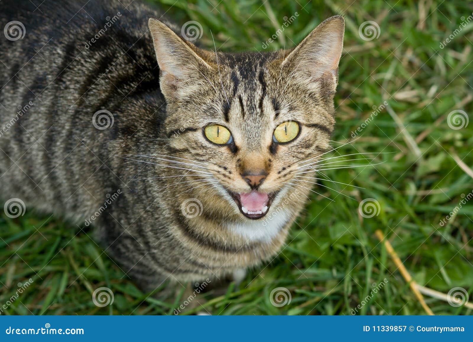Smiling cat. stock image. Image of striped, piercing - 11339857