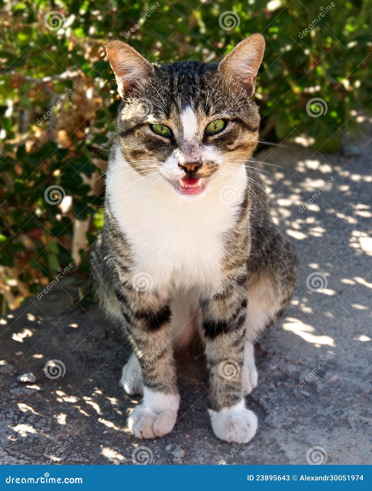 Smiling cat. stock image. Image of vacation, mouth, mammal - 23895643