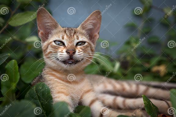 Smiling Cat stock image. Image of close, mammal, looking - 29154229