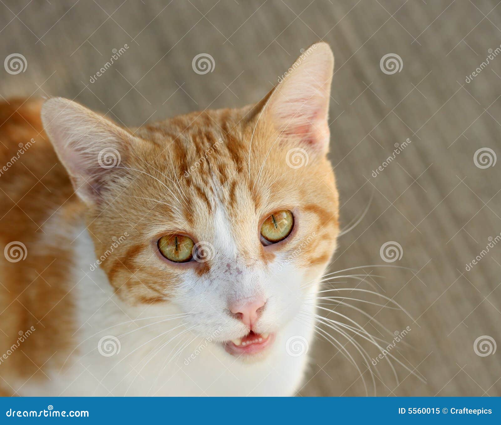 Smiling Cat stock image. Image of intense, animal, look - 5560015
