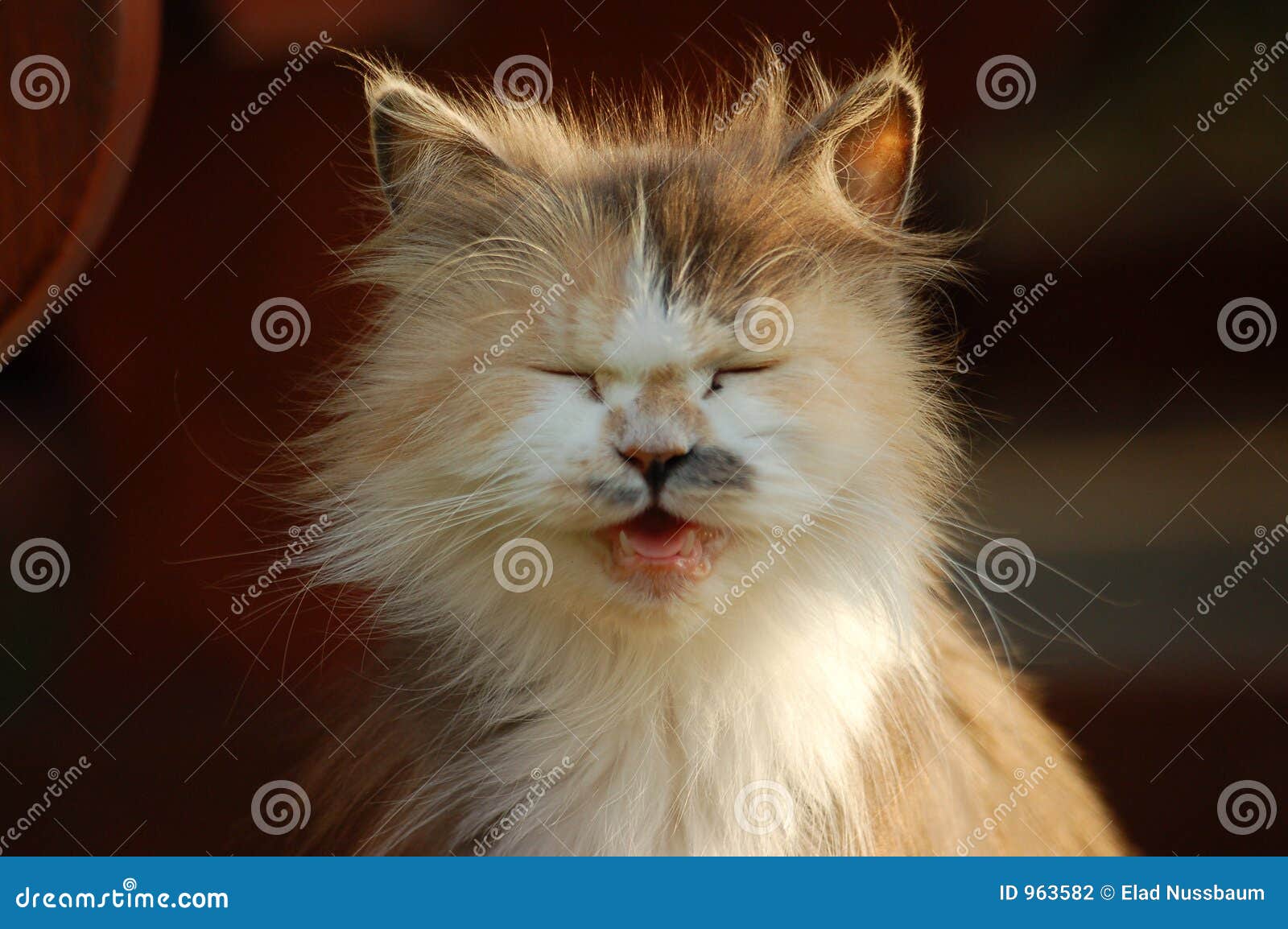 A smiling cat stock photo. Image of animal, kitten, mammal - 963582