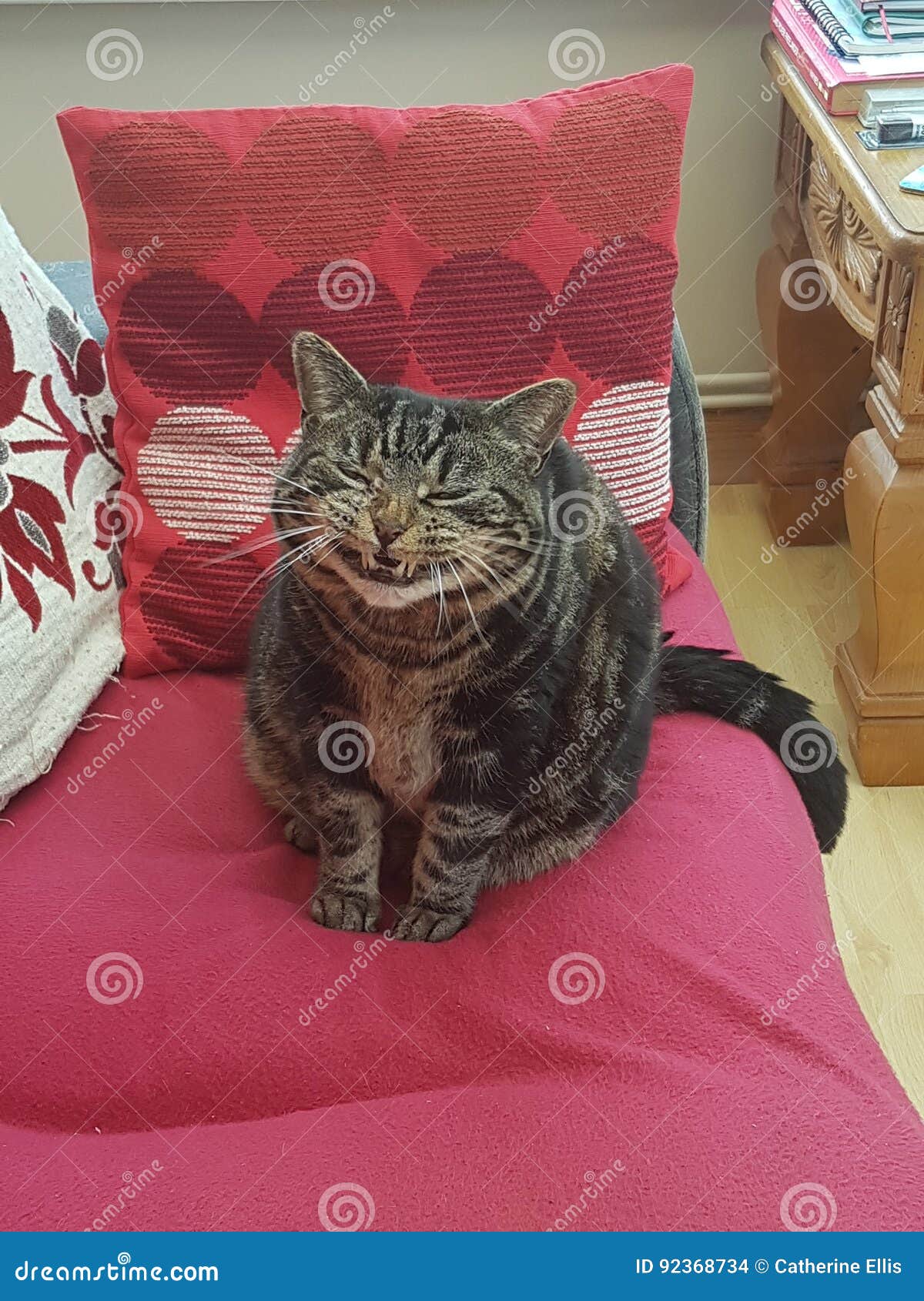 Smiling cat stock photo. Image of smiling, animal, feline - 92368734