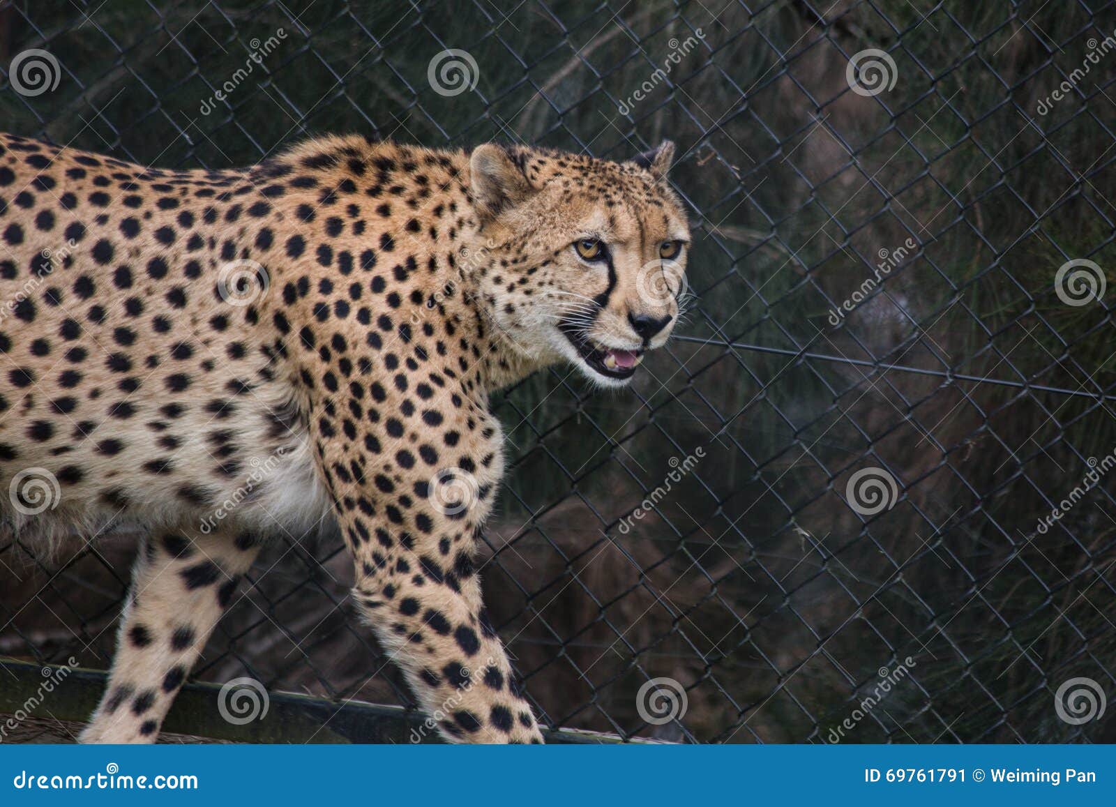Smiling Cheetah stock image. Image of smile, mammal, vivd - 69761791
