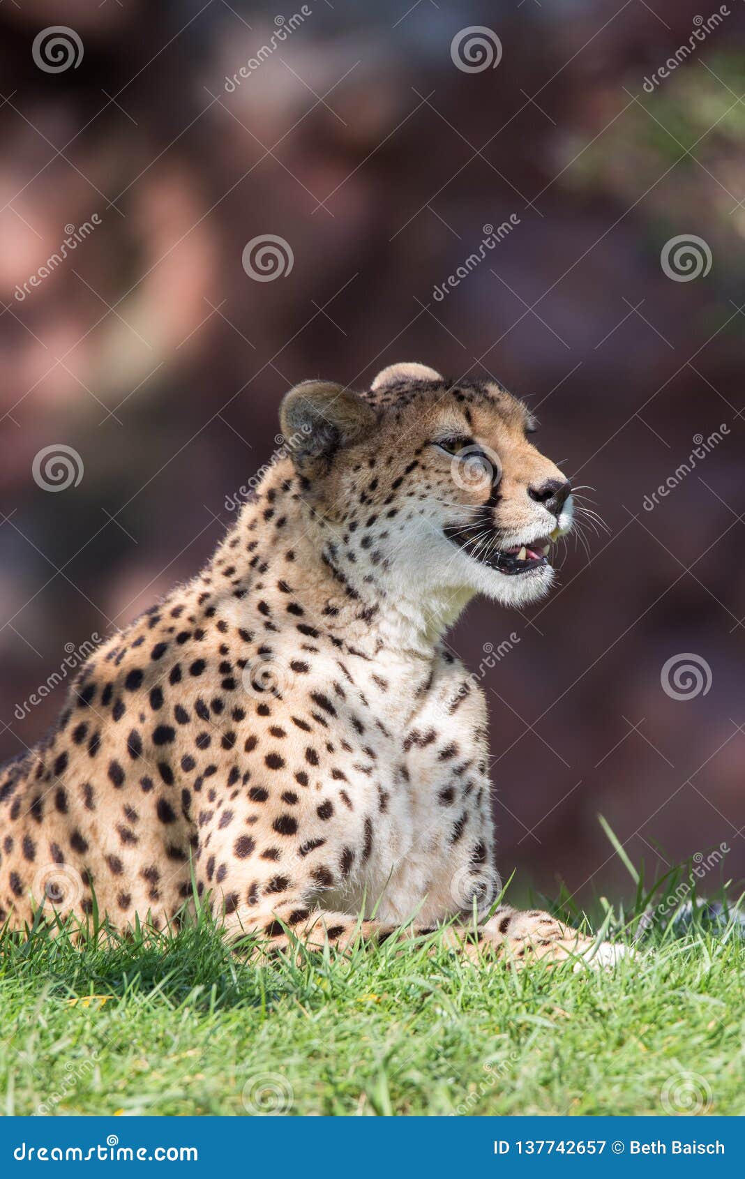 Smiling Cheetah Relaxing in Dappled Light Stock Image - Image of ...