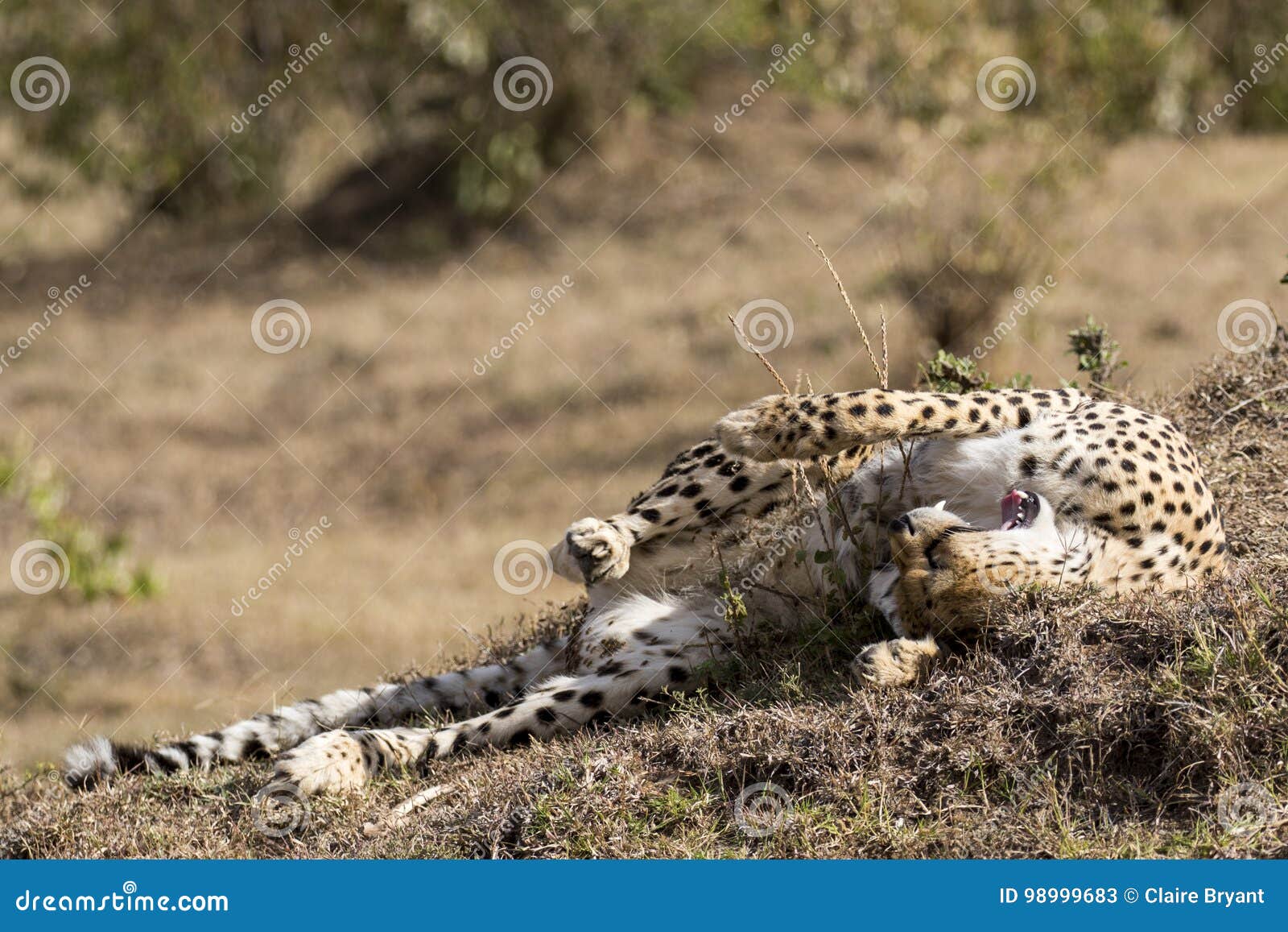 Cheetah Cub Laughing In Africa Royalty-Free Stock Photography ...