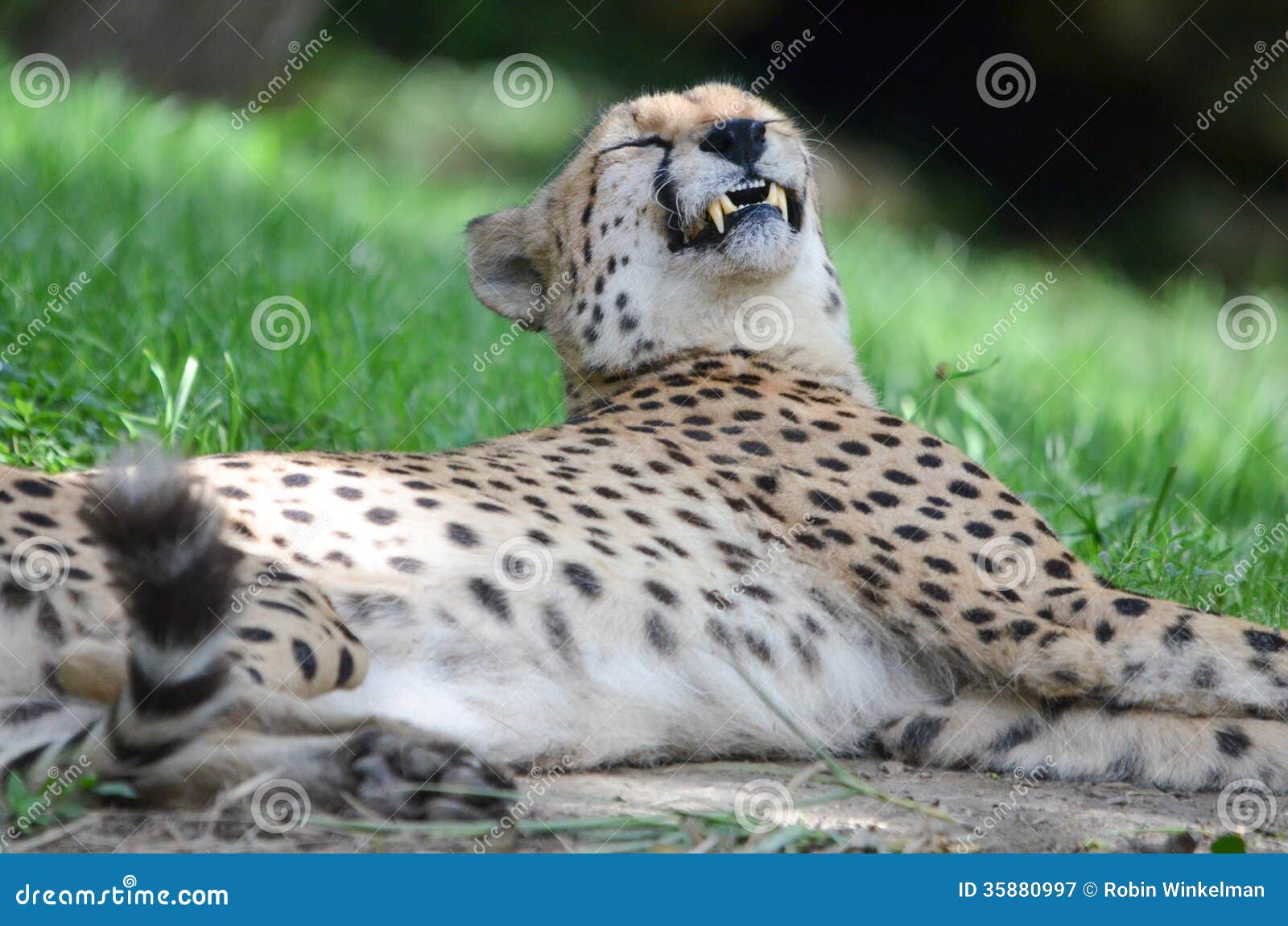 Smiling cheetah stock image. Image of smile, spots, recline - 35880997