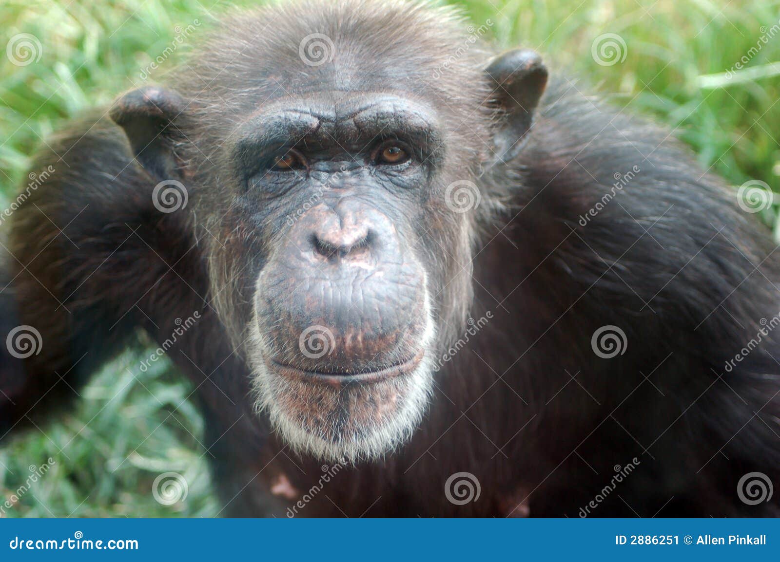 Smiling Chimp stock image. Image of smile, chimp, happy - 2886251