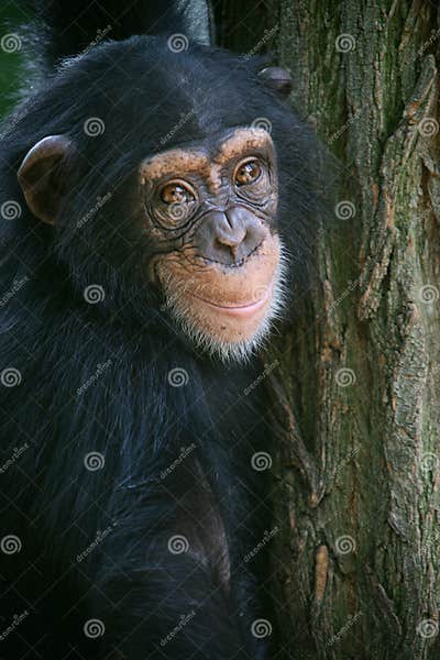 Smiling chimpanzee stock image. Image of smile, monkey - 15155677