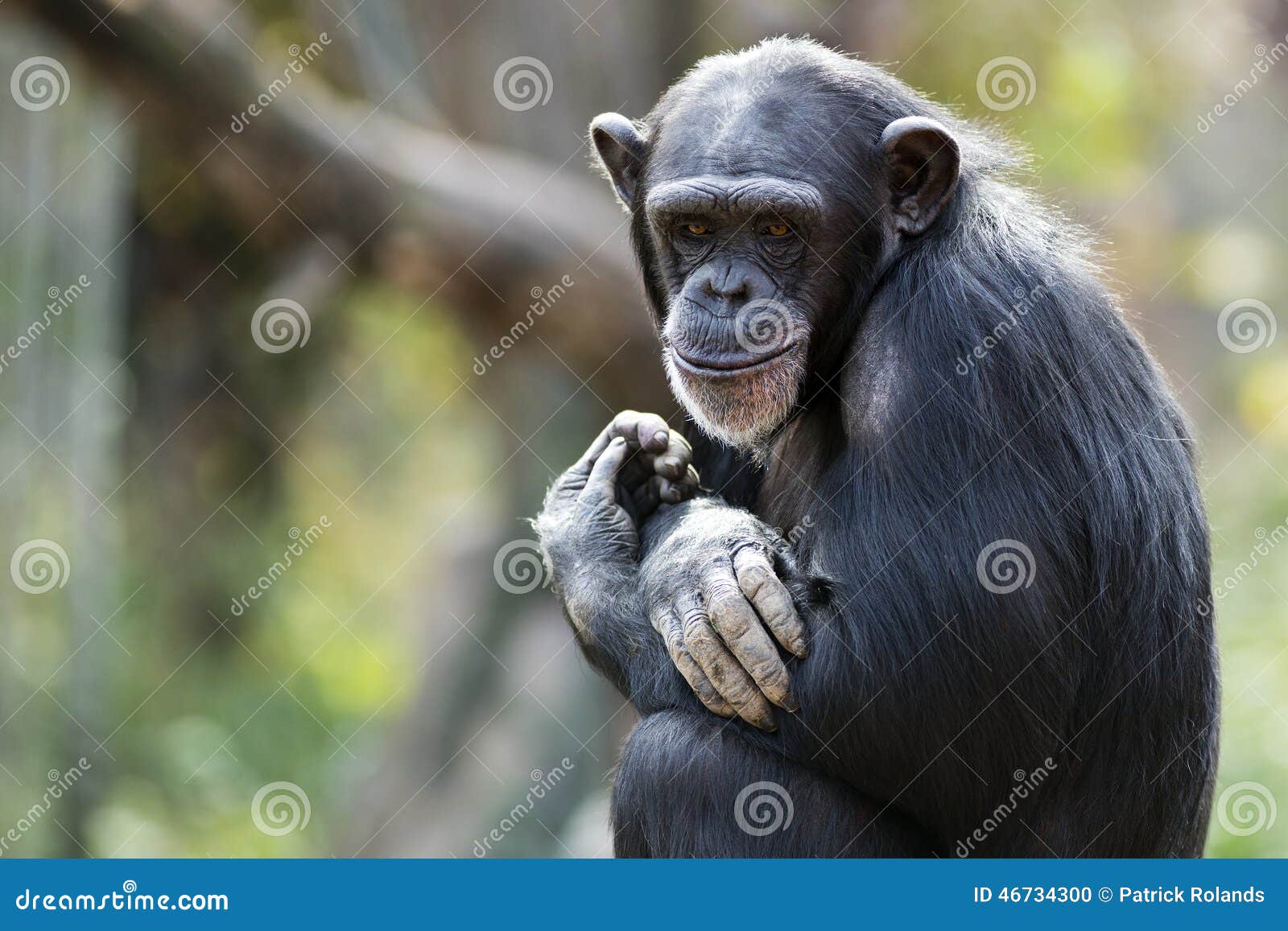Smiling Chimpanzee Stock Photos - Download 228 Royalty Free Photos