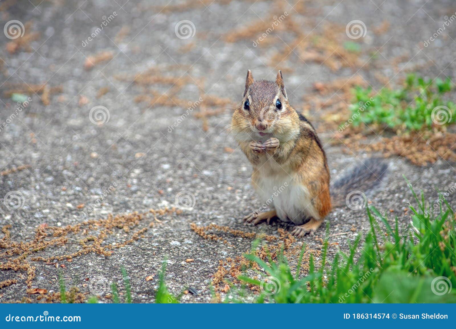 Smiling Chipmunk on the Sidewalk Stock Photo - Image of cement, hair ...