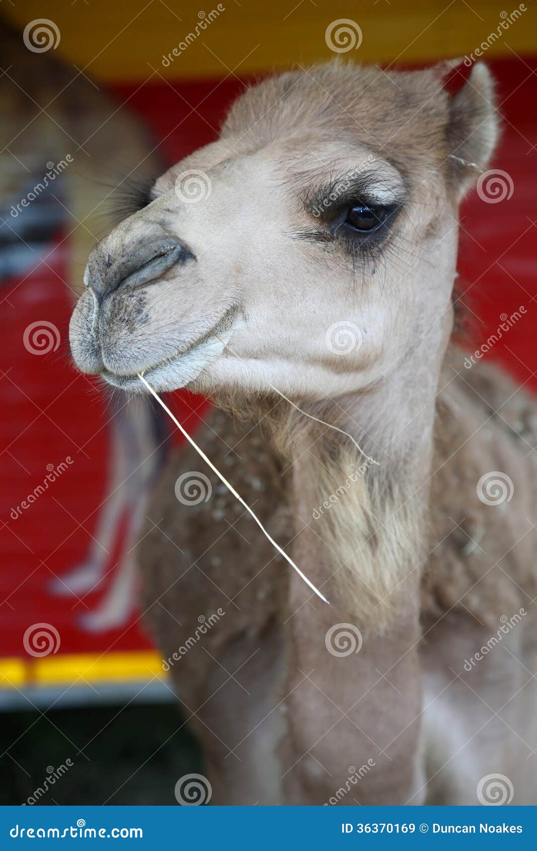 Smiling Circus Camel stock image. Image of eyes, high - 36370169