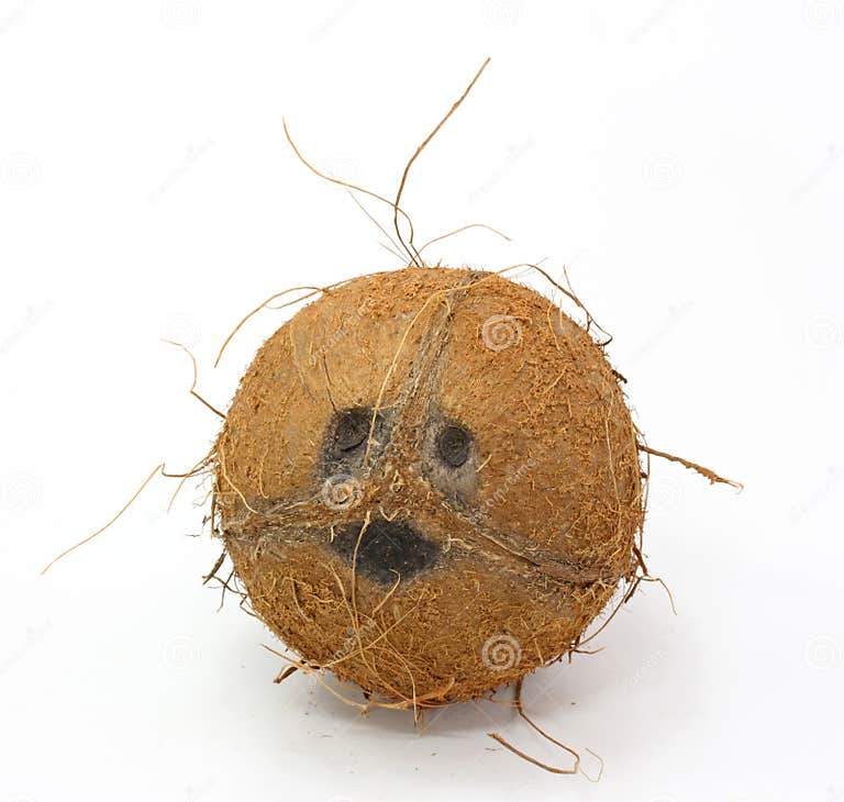 Smiling coconut on white stock image. Image of macro, ingredient - 4680553