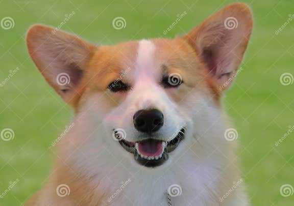 Smiling Corgi stock image. Image of smile, pooch, corgie - 27029